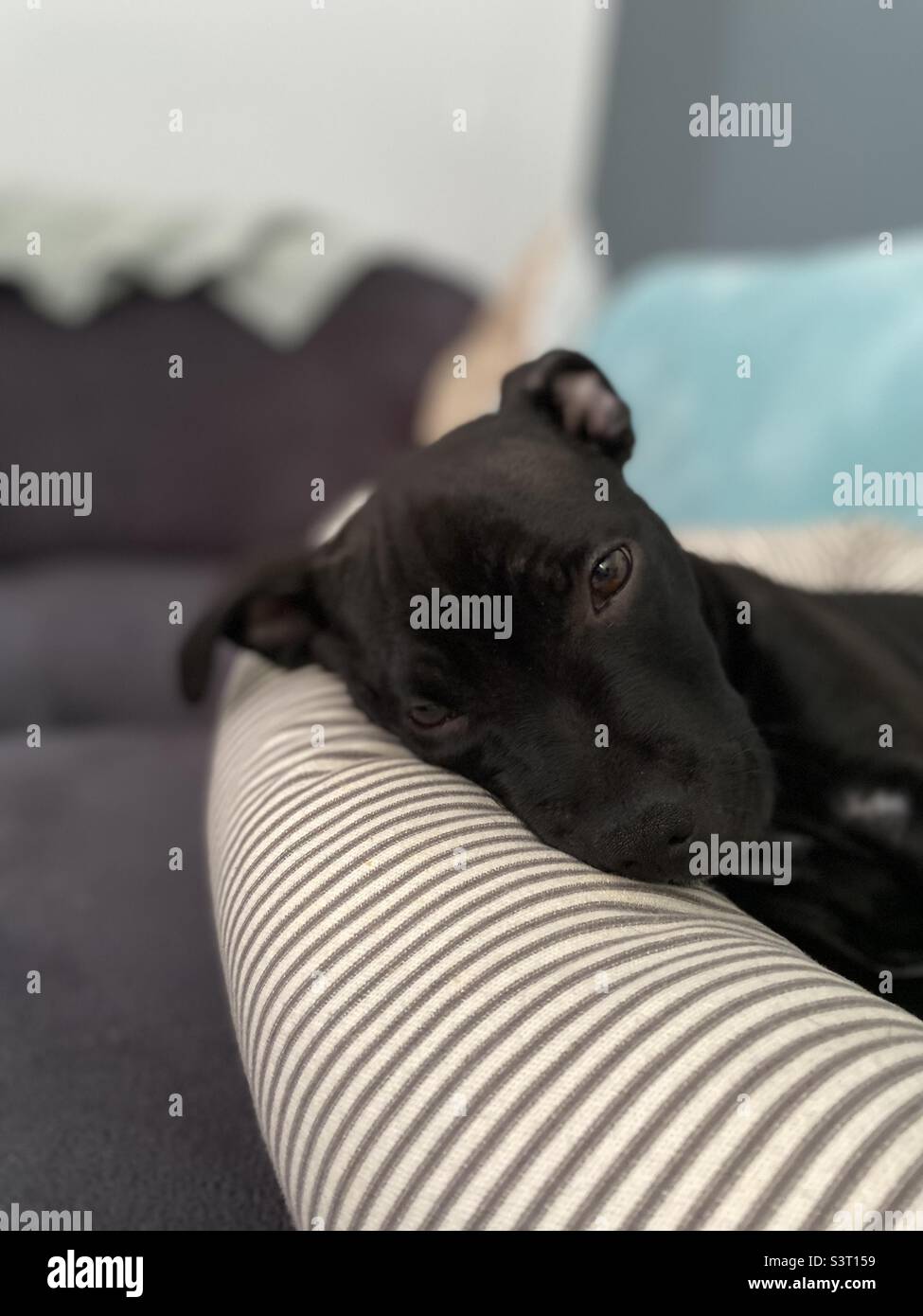 Staffy puppy hi-res stock photography and images - Alamy
