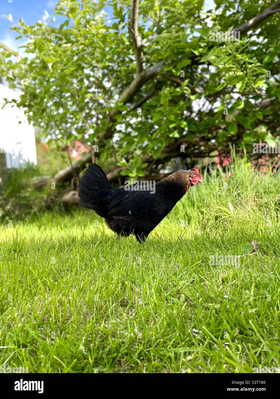 Green chicken garden hi-res stock photography and images - Alamy
