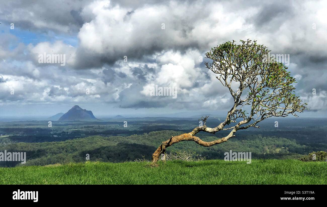 Lone Tree Maleny Sunshine Coast Stock Photo - Alamy