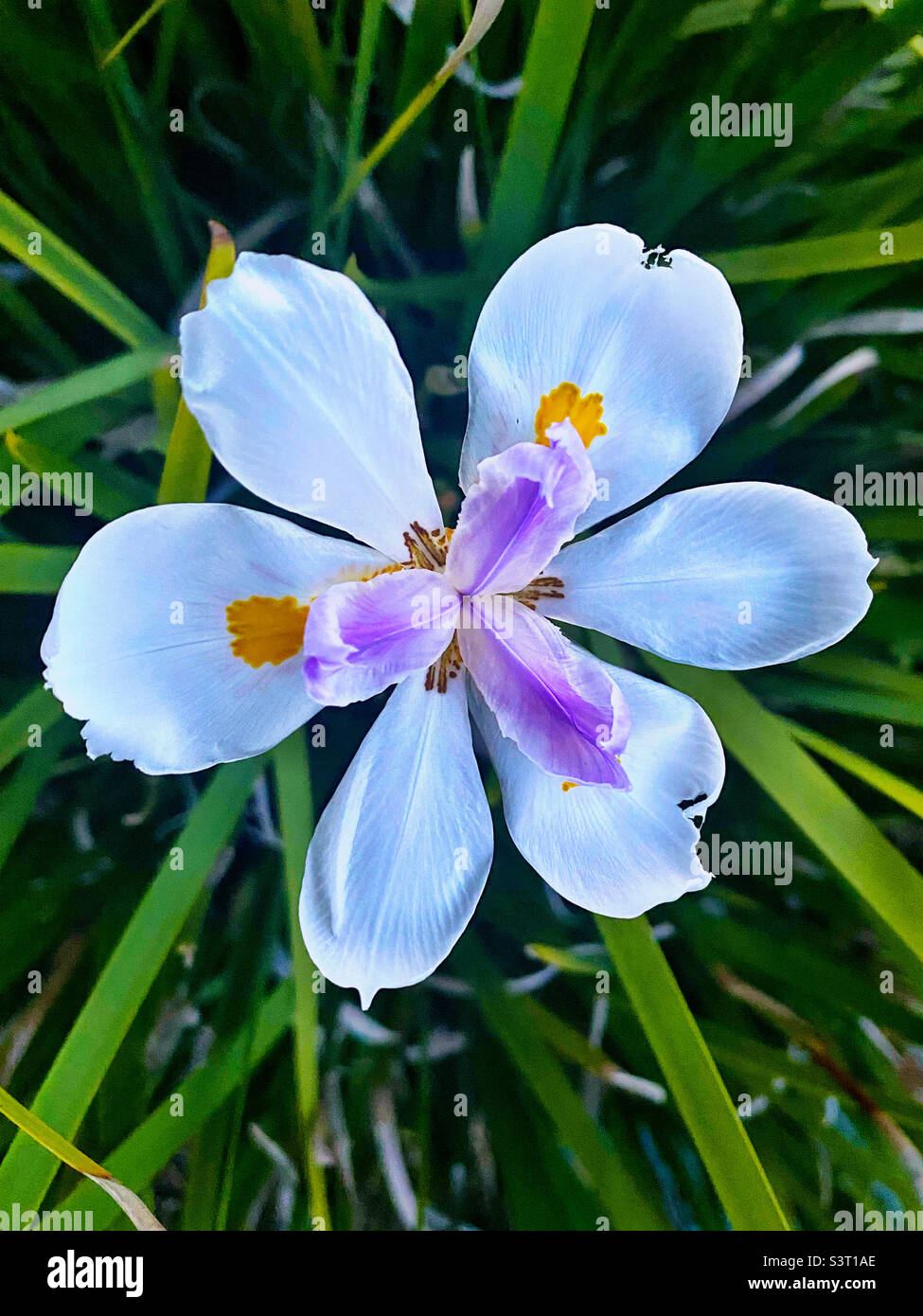 Spring lily hi-res stock photography and images - Alamy