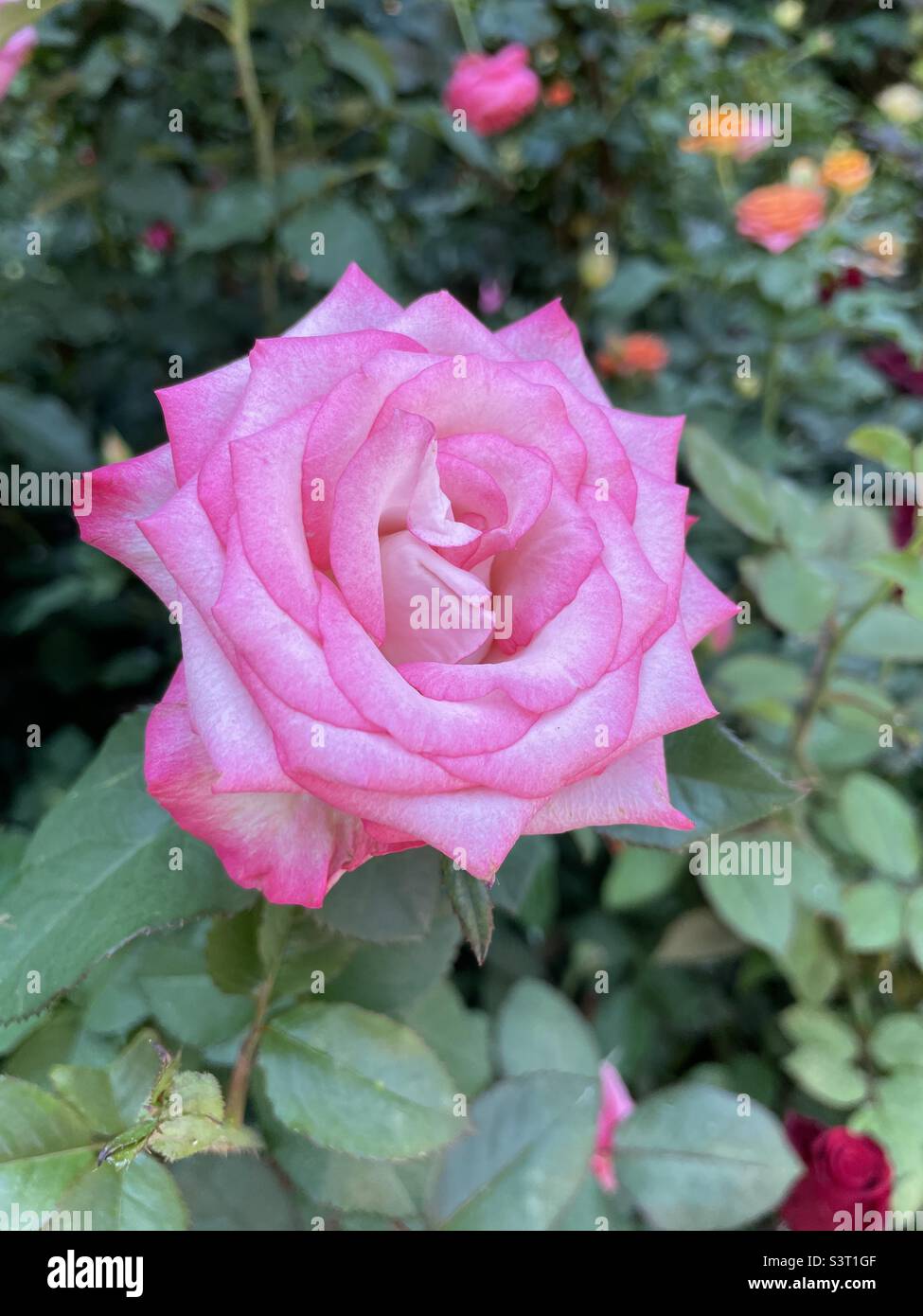 Profile rose hi-res stock photography and images - Alamy