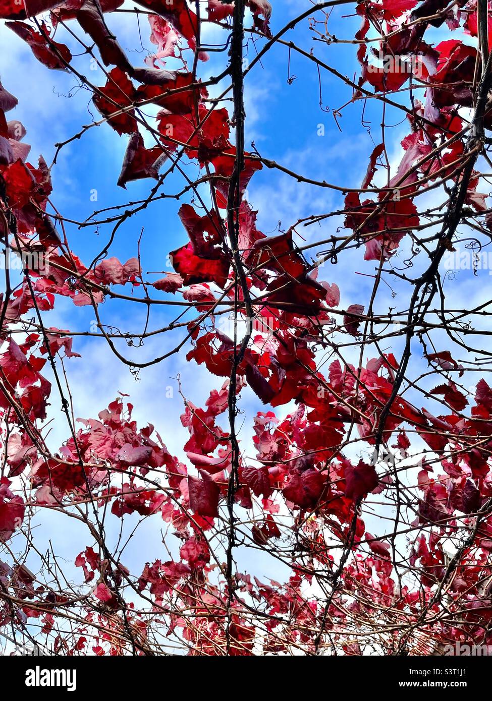 Red grapevine hi-res stock photography and images - Alamy