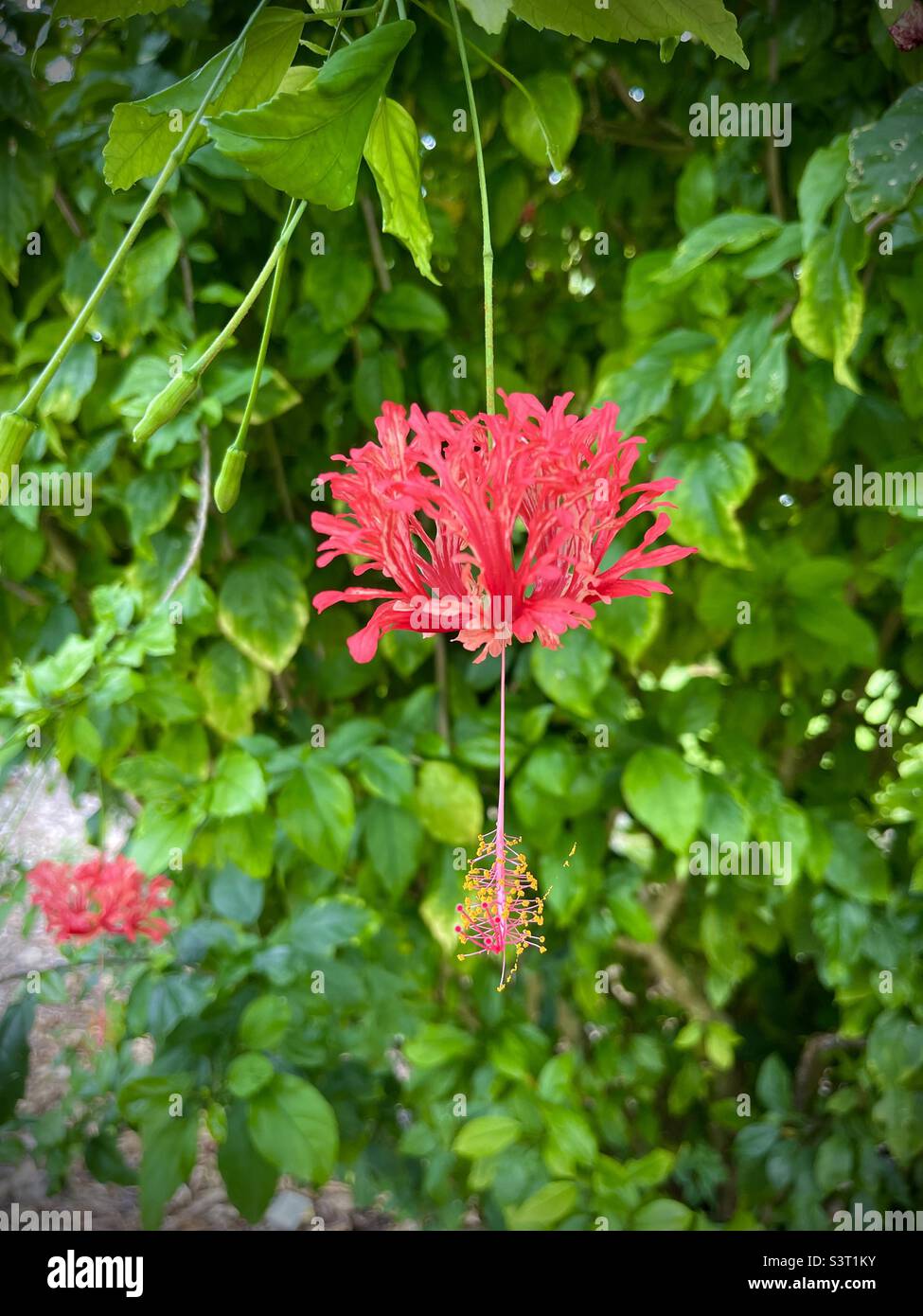 Japanese Lantern, Fringed Rose Mallow, Coral Hibiscus schizopetalus ...