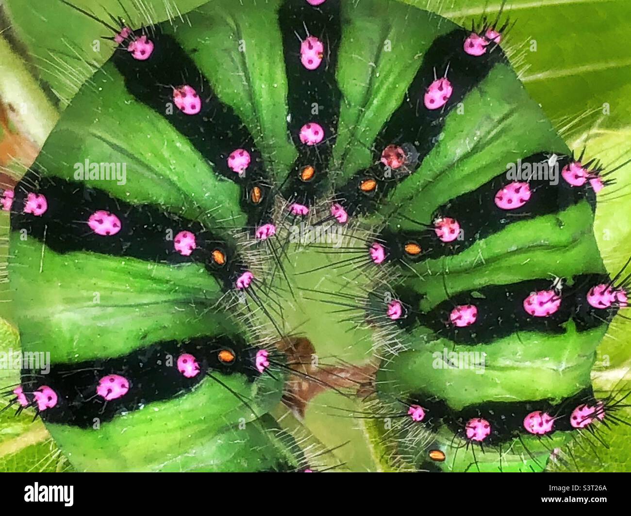 Emperor moth larvae (Saturnia pavonia) The only silk moth found ...