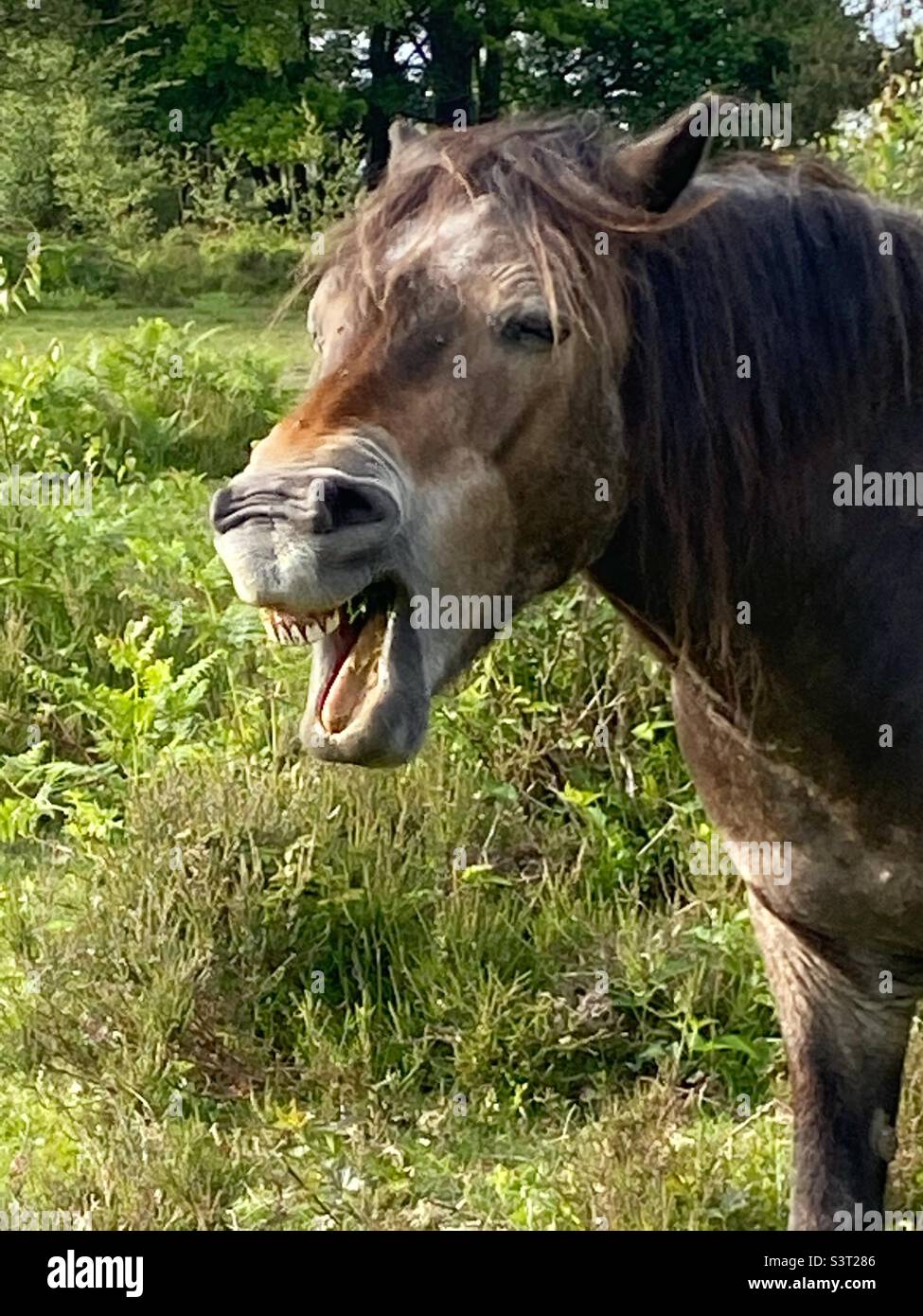 Yawning exmoor pony hi-res stock photography and images - Alamy