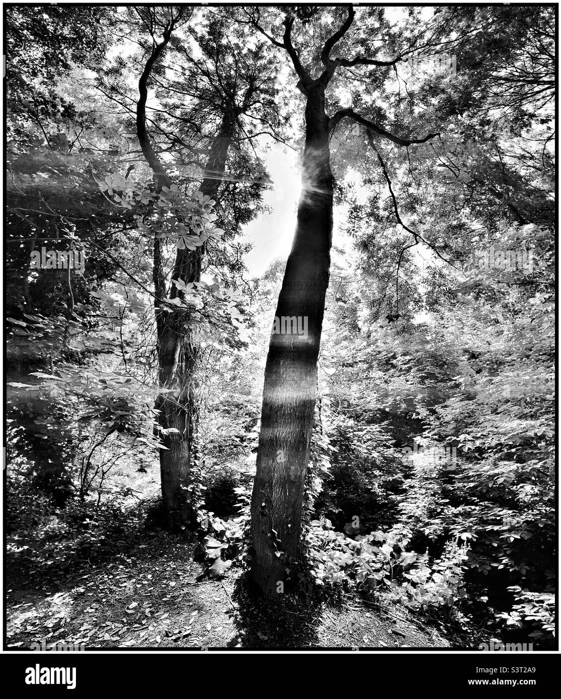 Sunlight through Black and White Stock Photos & Images - Alamy