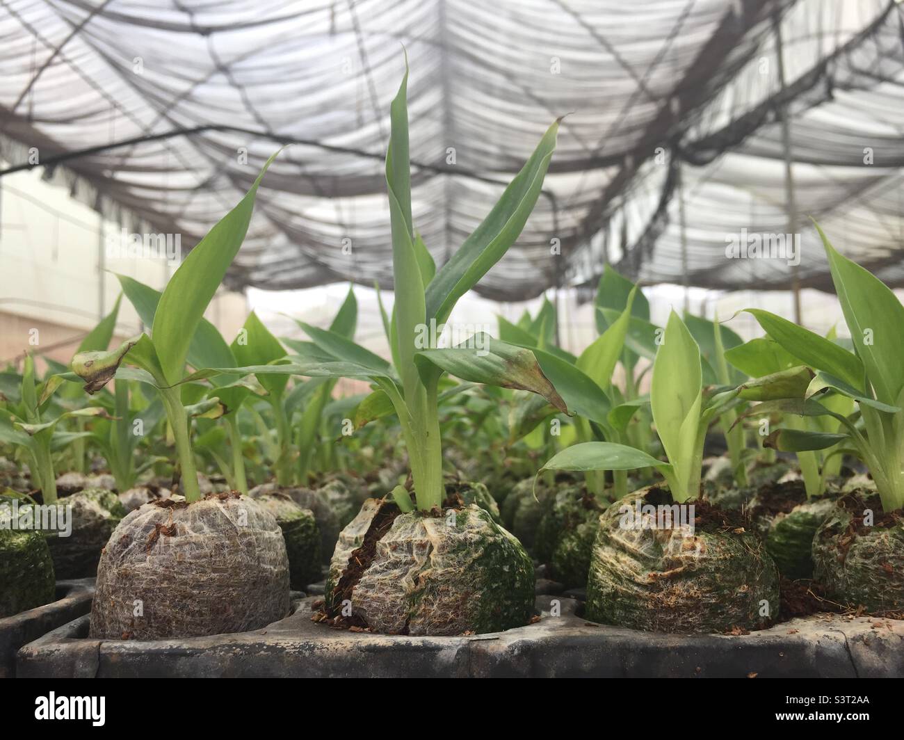 Seedling greenhouse hi-res stock photography and images - Alamy