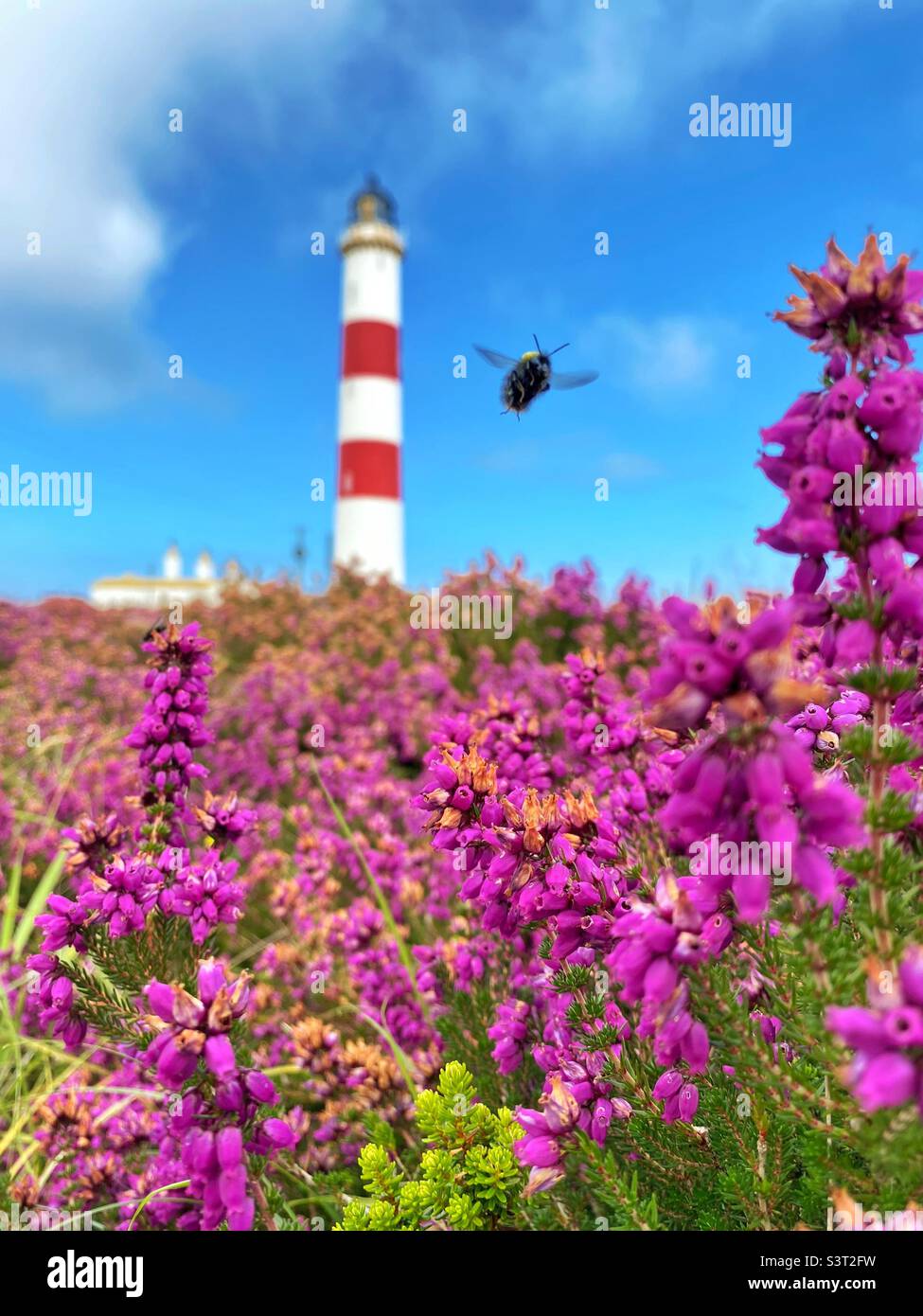 Scottish bumblebee hi-res stock photography and images - Alamy
