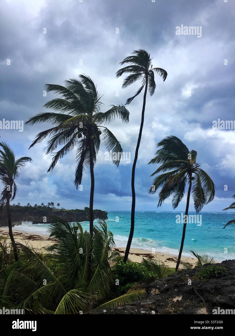 Tropical storm palm trees hi-res stock photography and images - Alamy