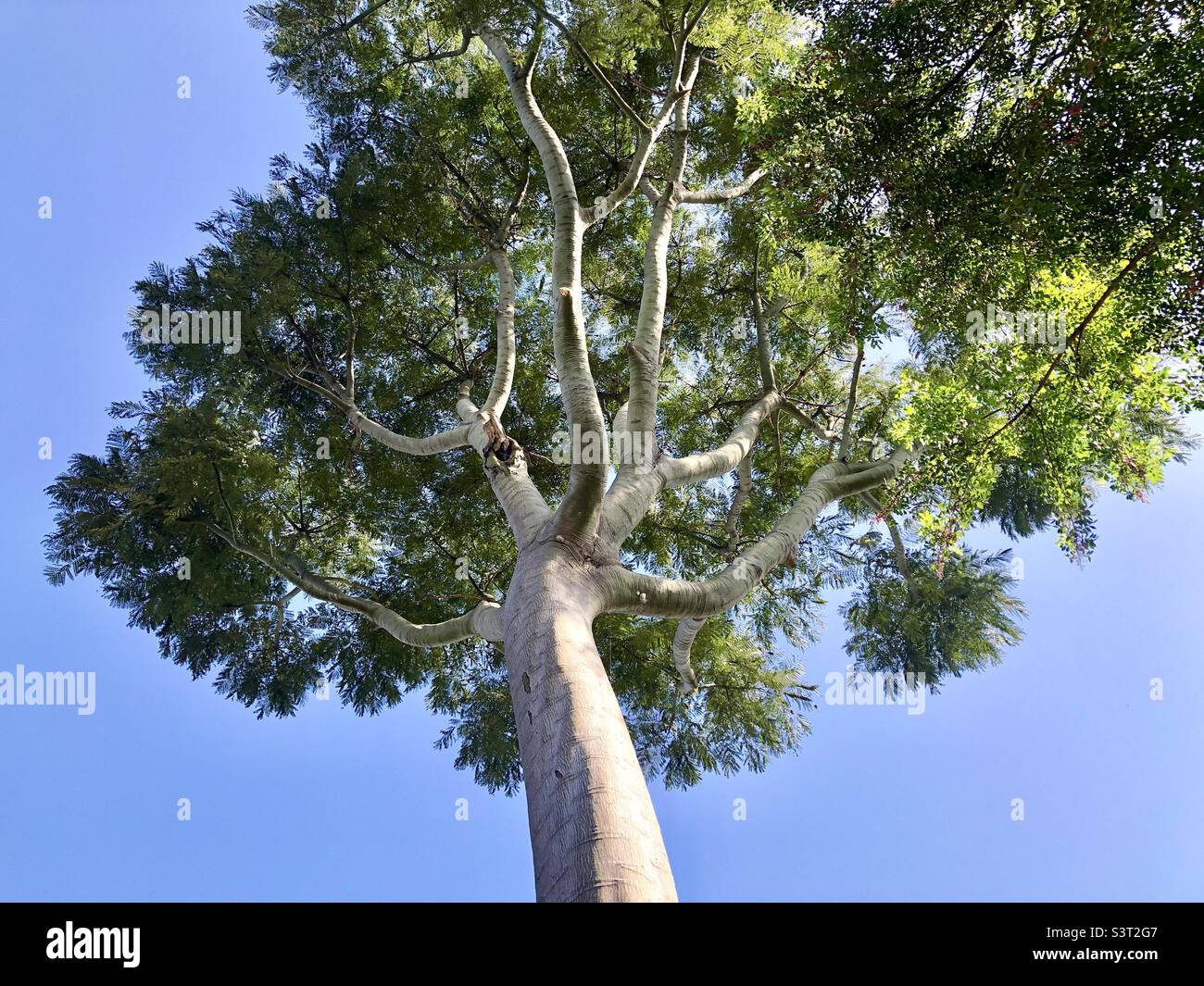 Close-up on trunk, branches and leaves of tree under natural Blue sky ...