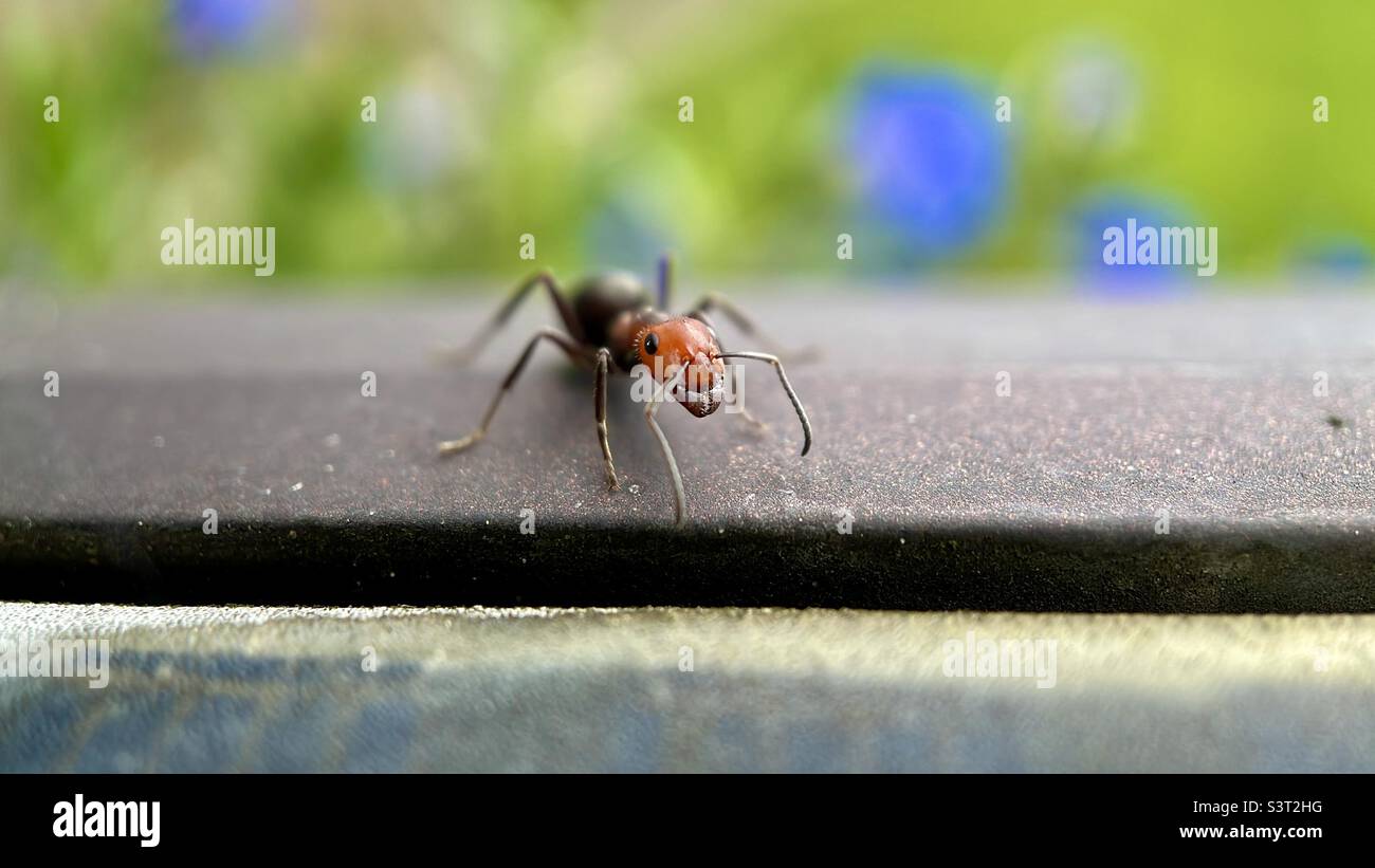 Red ant hi-res stock photography and images - Alamy