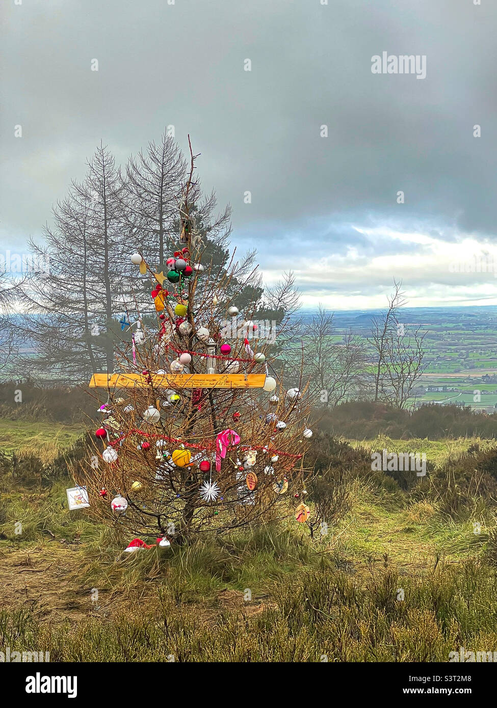 Countryside winter Christmas tree. The Wrekin, Telford, Shropshire ...