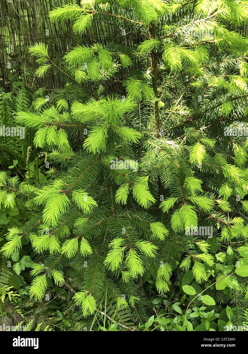 New growth on Evergreen tree. Great background use Stock Photo - Alamy