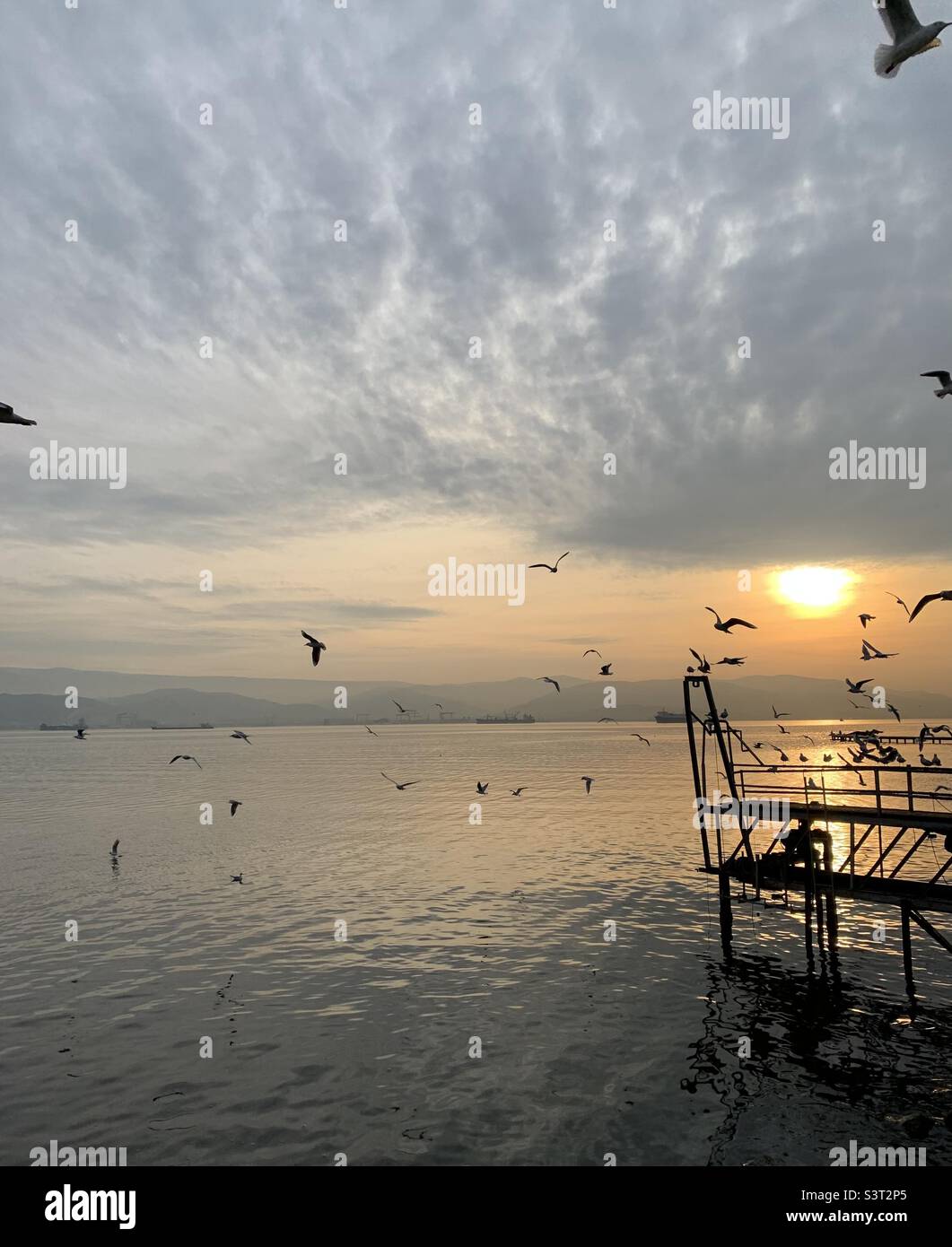 Deep sea birds hi-res stock photography and images - Alamy