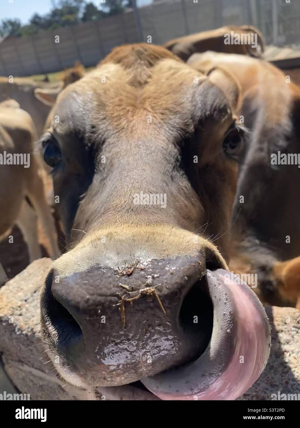Cow licking it’s nose with tongue Stock Photo - Alamy