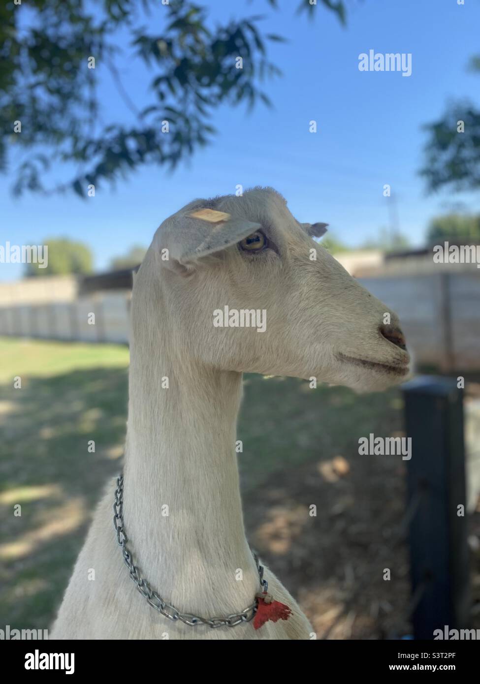 Side profile of goat Stock Photo - Alamy