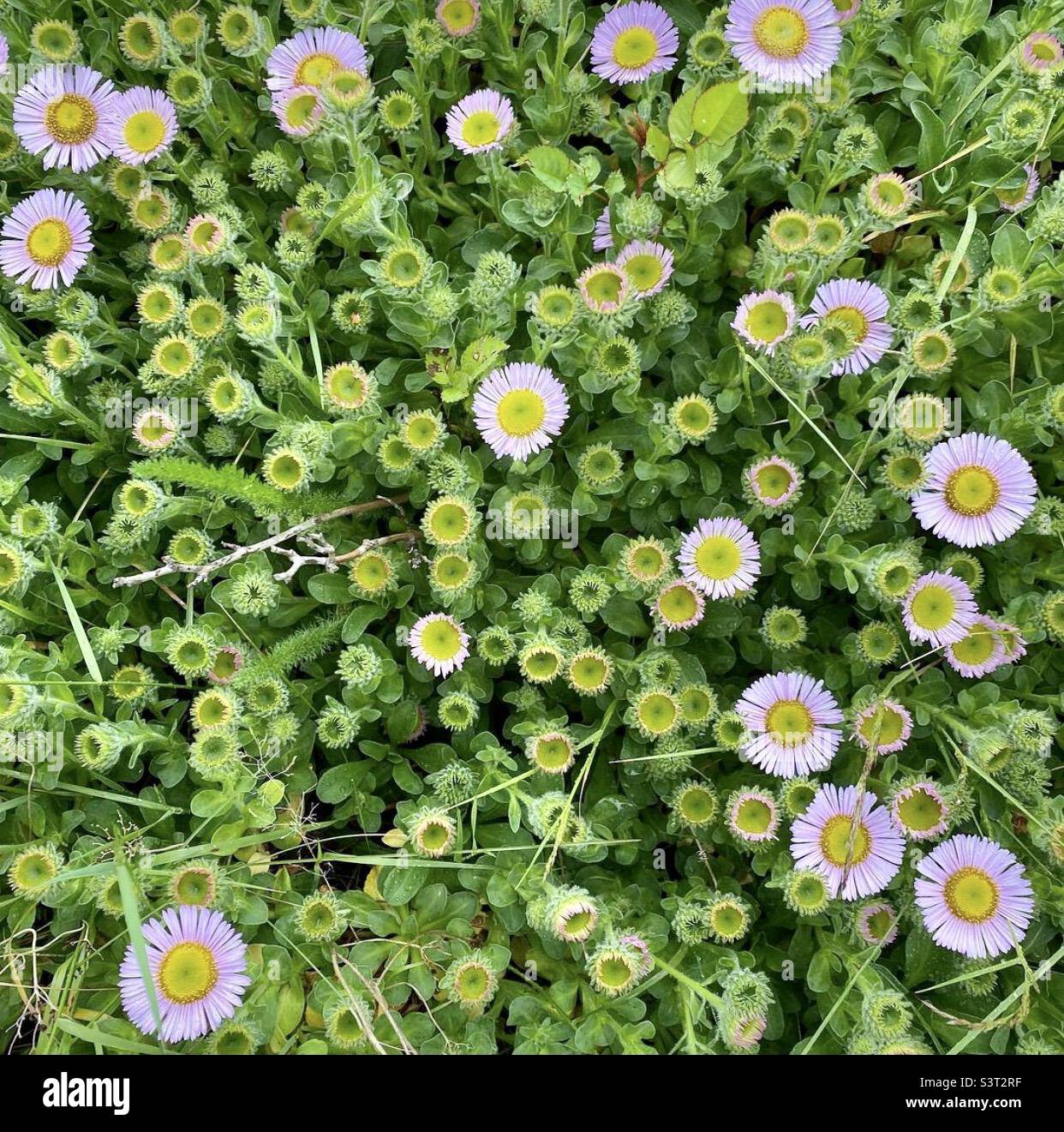 Seaside daisy hi-res stock photography and images - Alamy