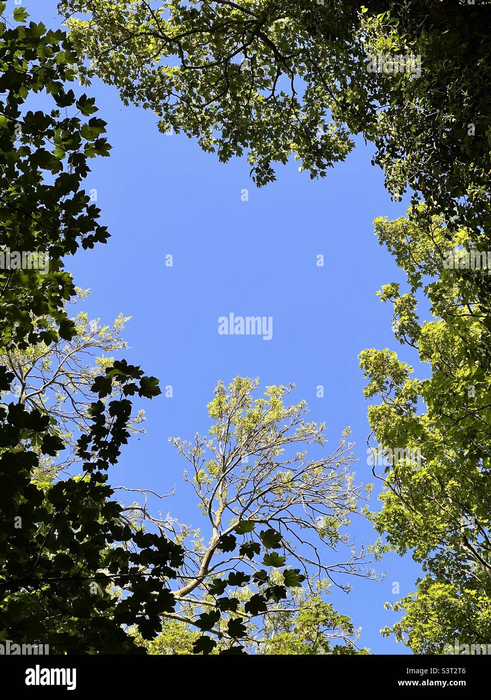 Frame with trees hi-res stock photography and images - Alamy