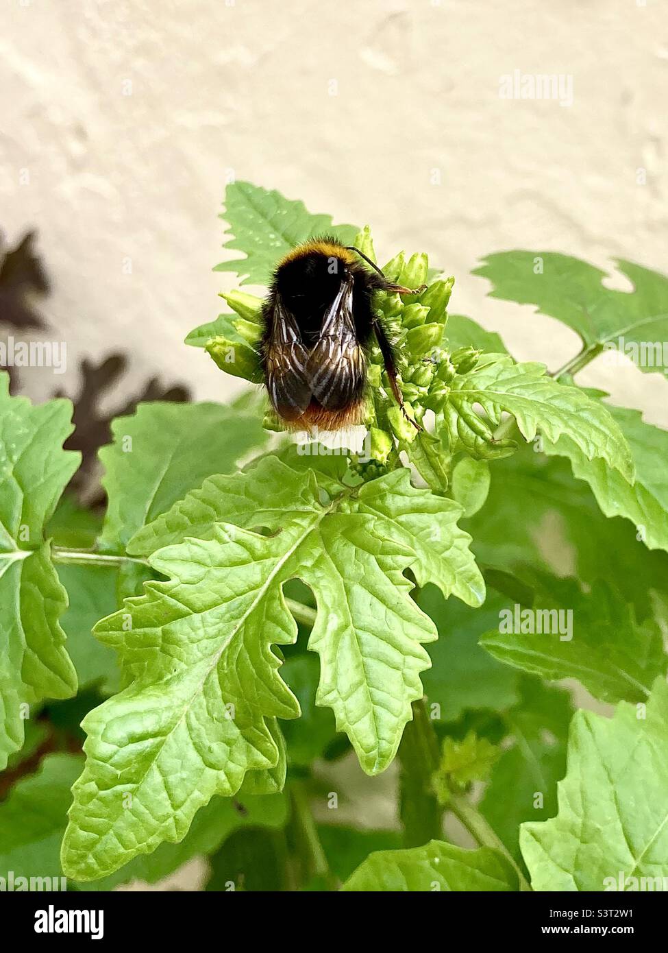 Bumble bee with intricate wings - resting on a mustard plant Stock ...