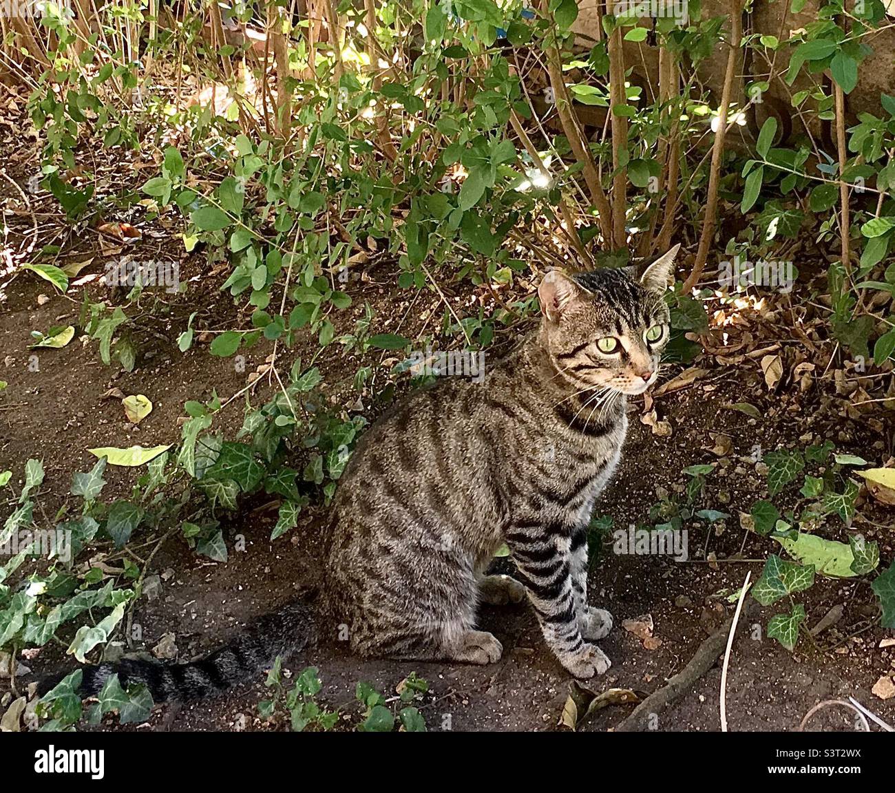 Striped and spotted cat hi-res stock photography and images - Alamy