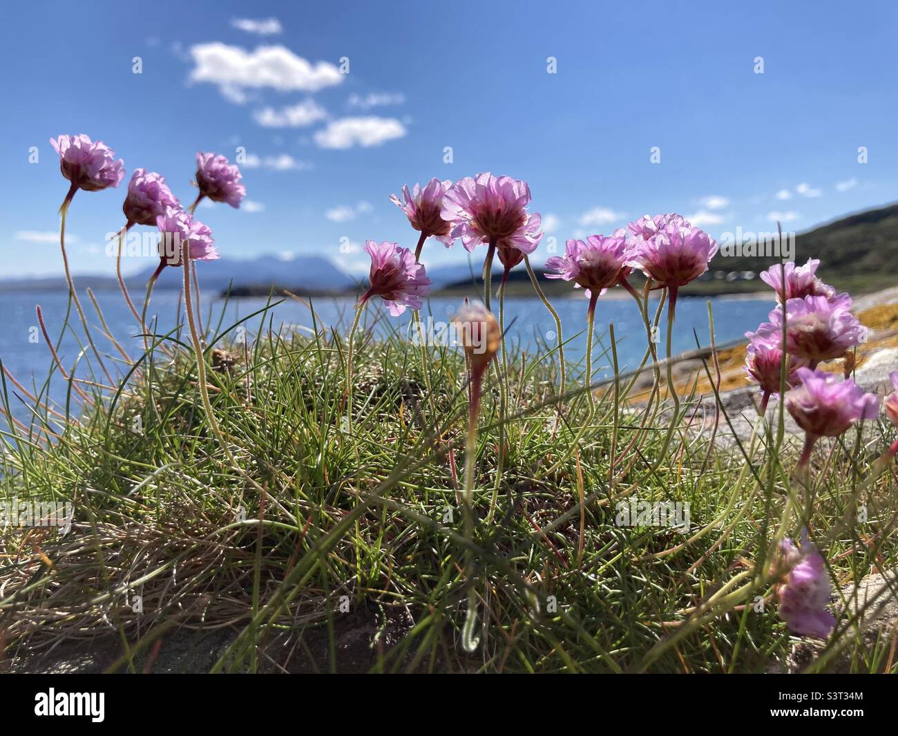 Sea pinks hi-res stock photography and images - Alamy