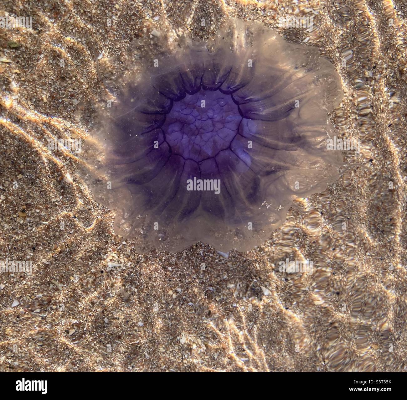 Purple jellyfish scotland hi-res stock photography and images - Alamy
