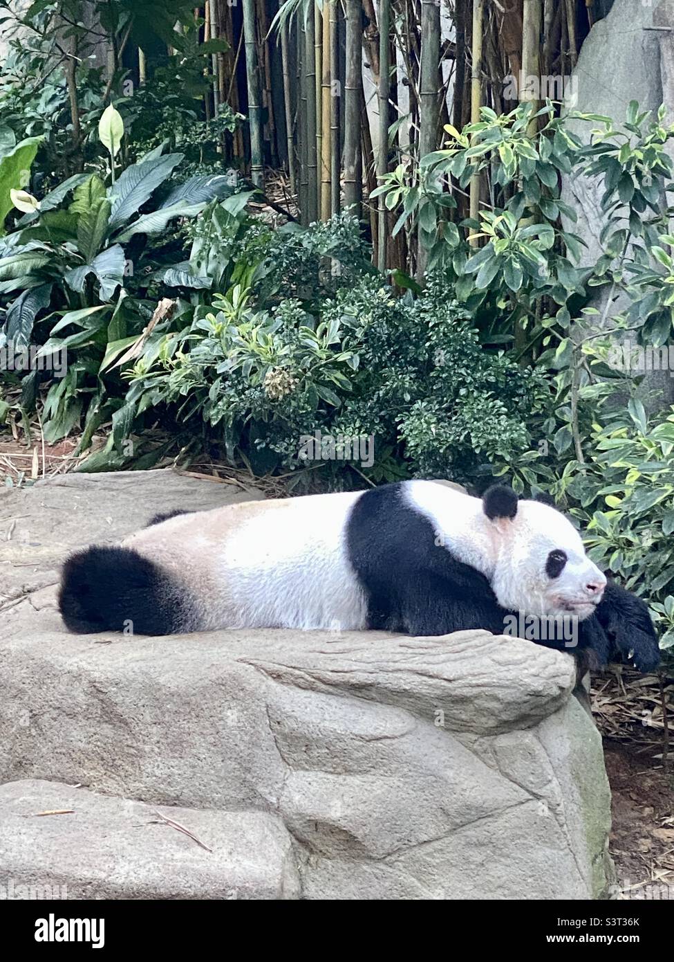 Animal theme hi-res stock photography and images - Alamy