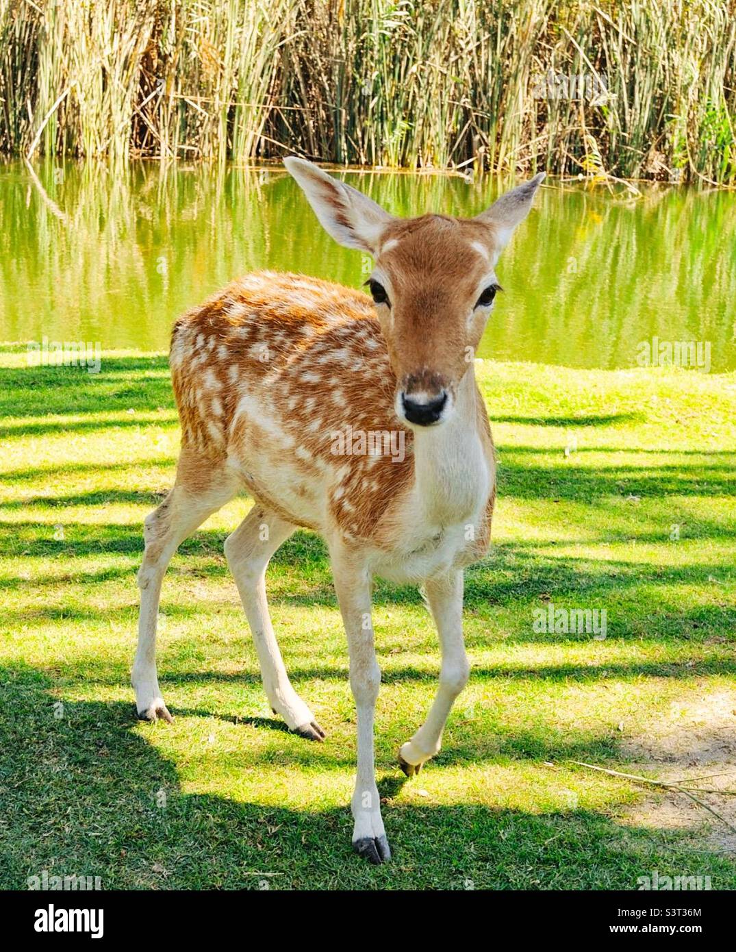 Gentle doe hi-res stock photography and images - Alamy