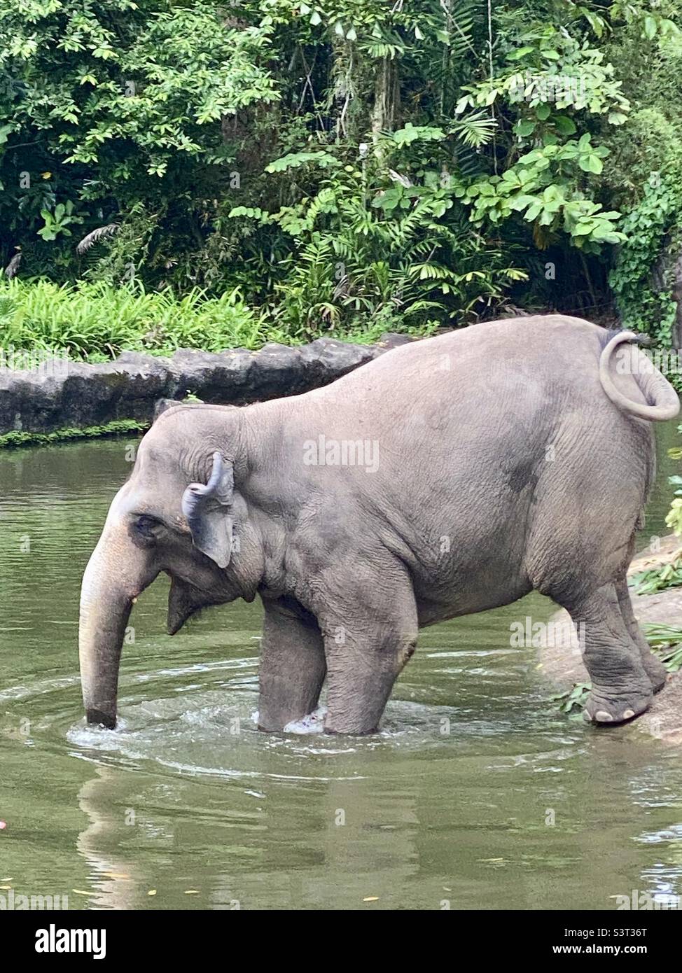 Animal theme hi-res stock photography and images - Alamy