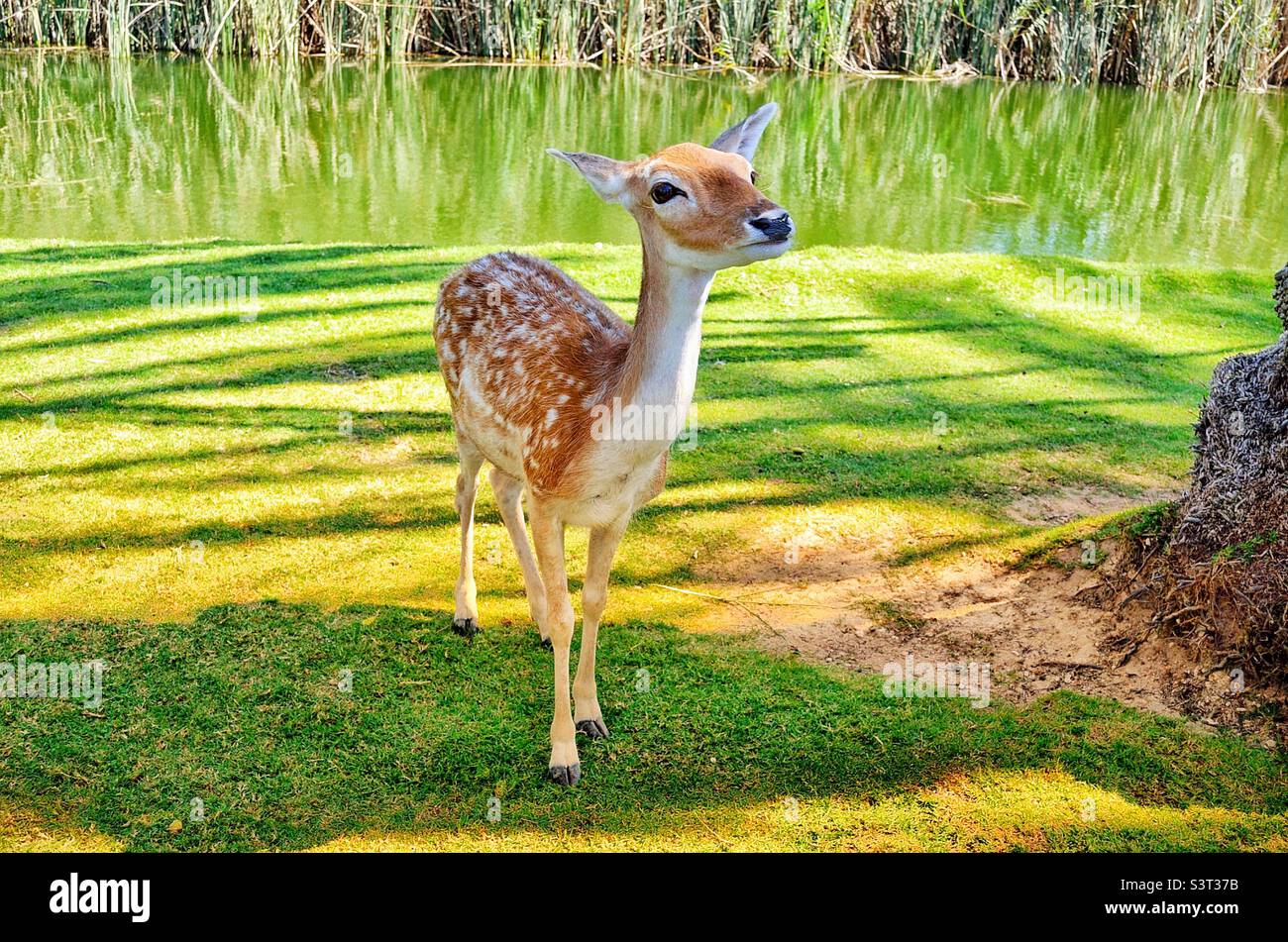 Doe female deer hi-res stock photography and images - Alamy