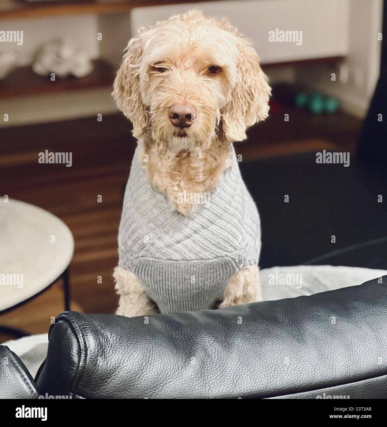 Labradoodle in a cardigan after a shower Stock Photo - Alamy