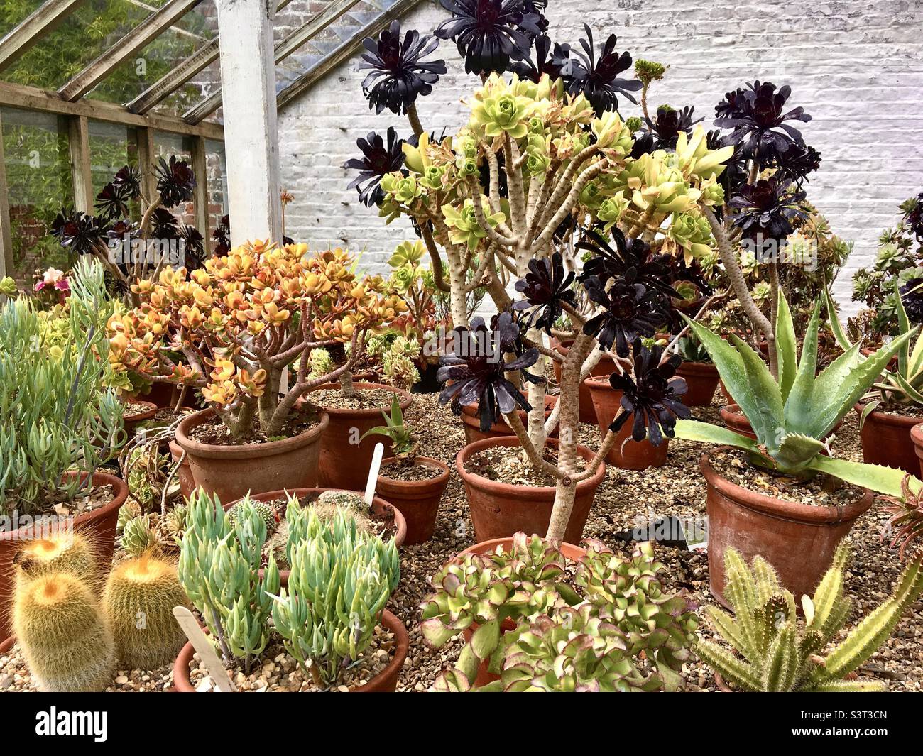 Catci colours hi-res stock photography and images - Alamy