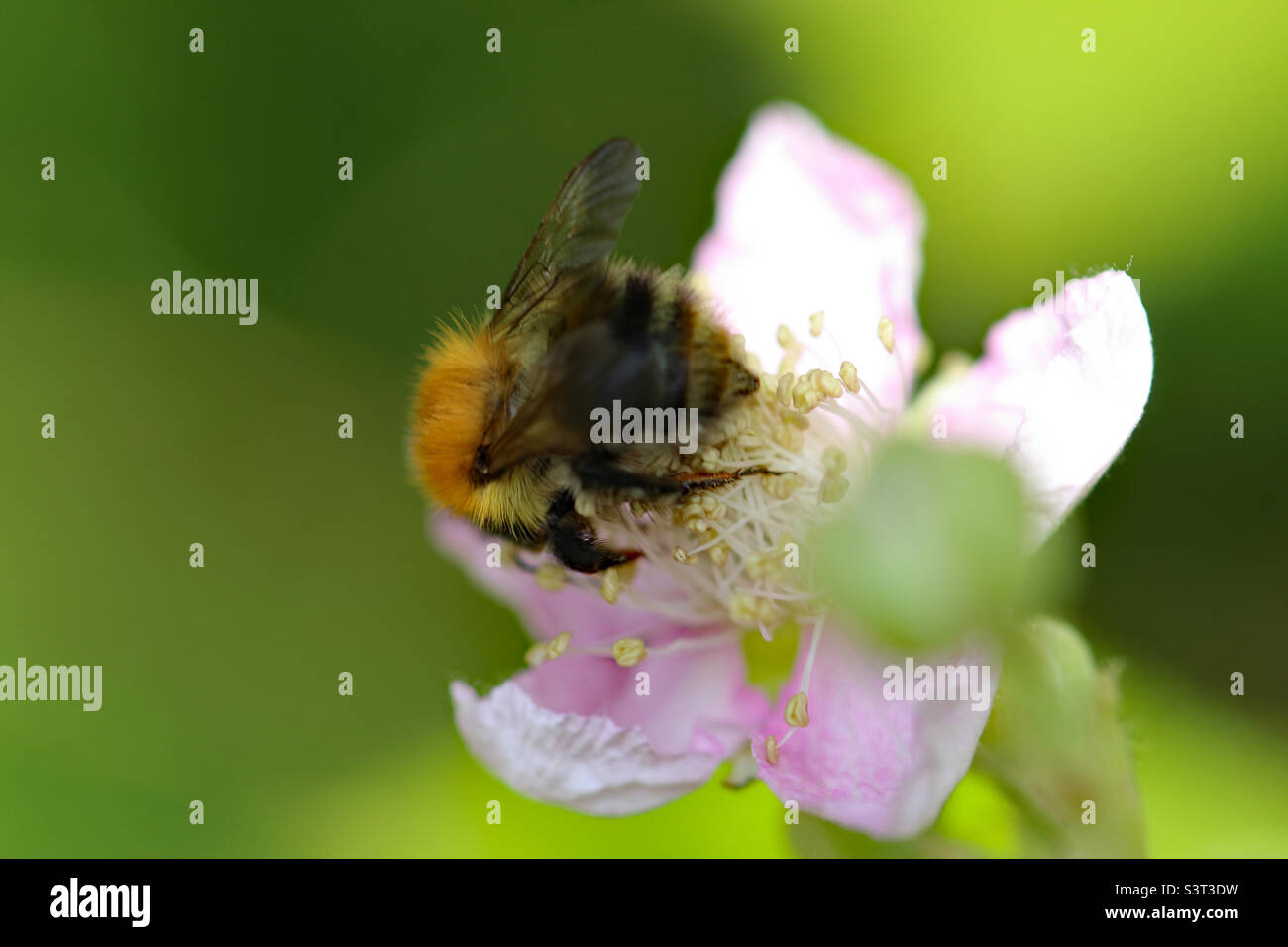 Pollination biology hi-res stock photography and images - Alamy
