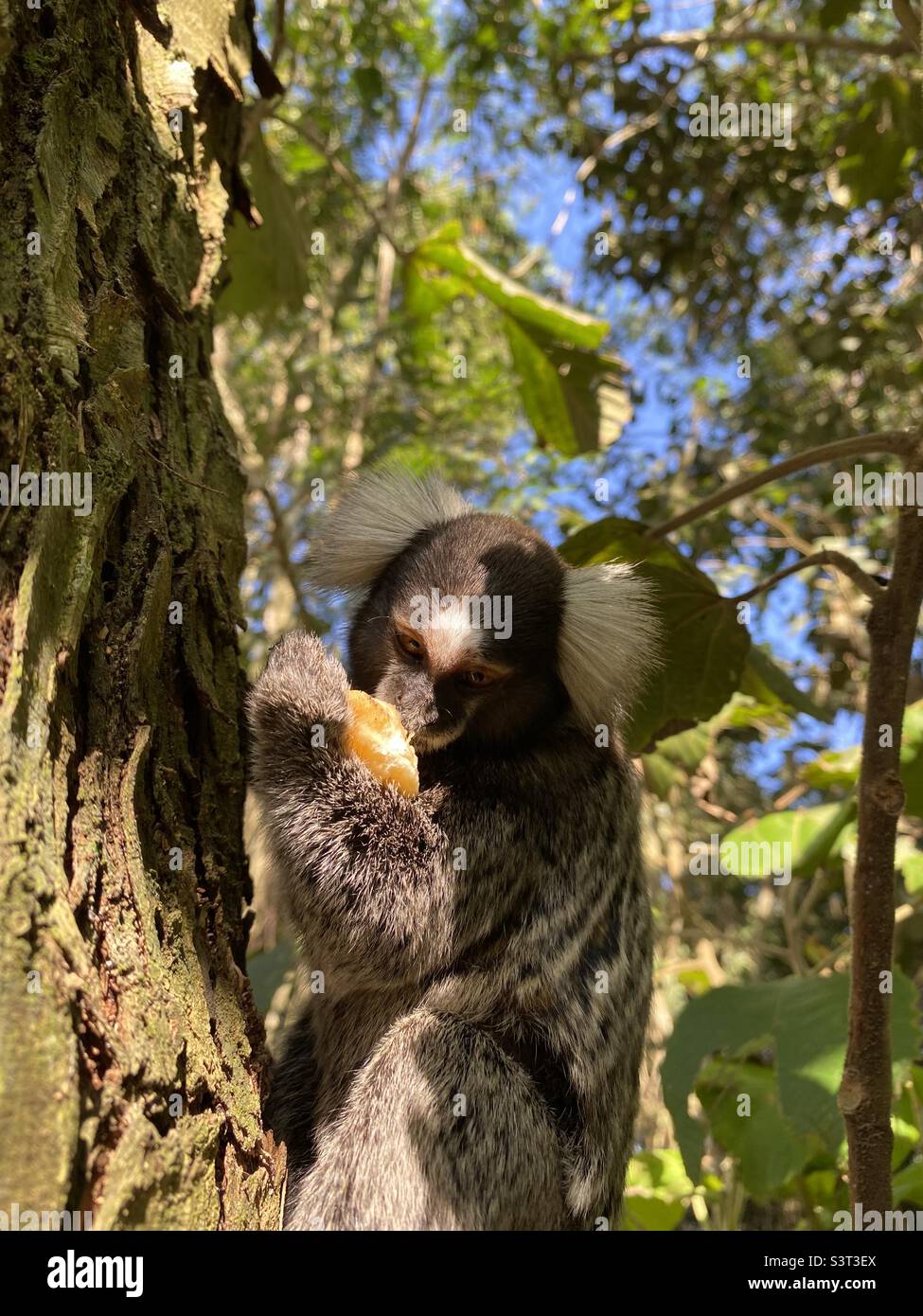Eating marmoset hi-res stock photography and images - Alamy