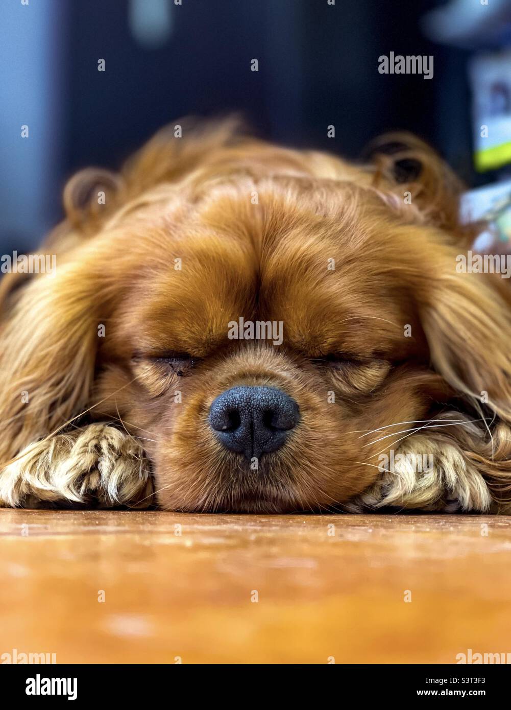 Cavalierking hi-res stock photography and images - Alamy