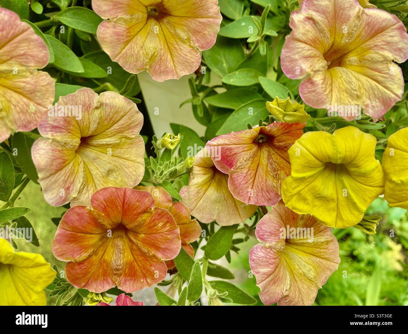 Yellow petunias hi-res stock photography and images - Alamy