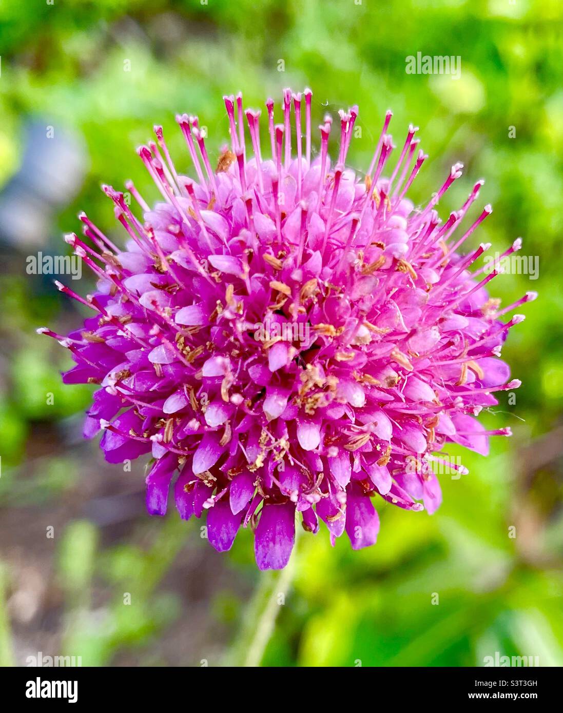 Pink round flower hi-res stock photography and images - Alamy