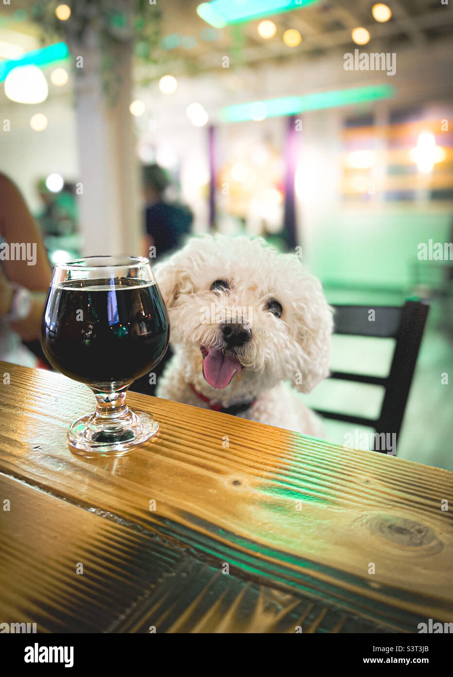 Dog bar hi-res stock photography and images - Alamy