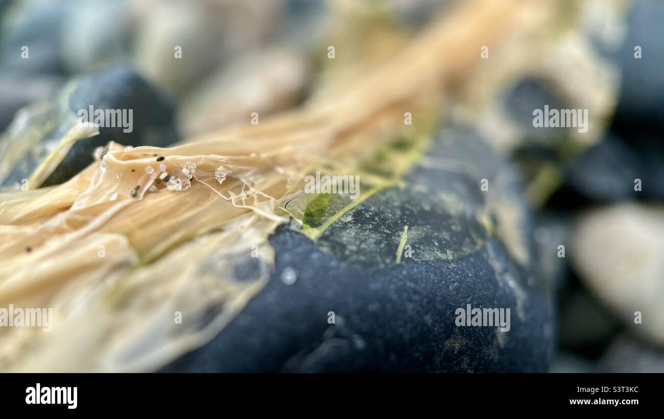 Seaweed and rock hi-res stock photography and images - Alamy