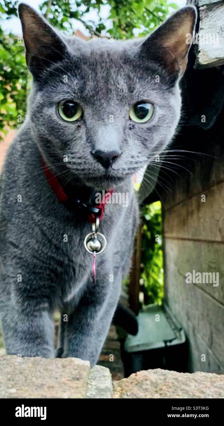 Cat saying hello hi-res stock photography and images - Alamy