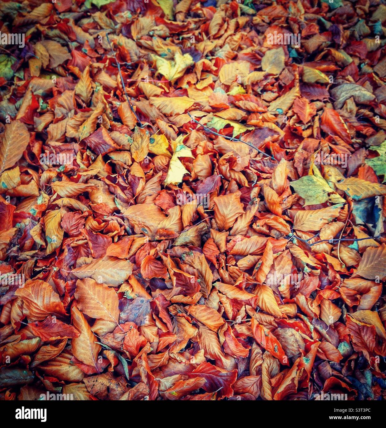 Crunchy Autumn Leaves Stock Photo - Alamy