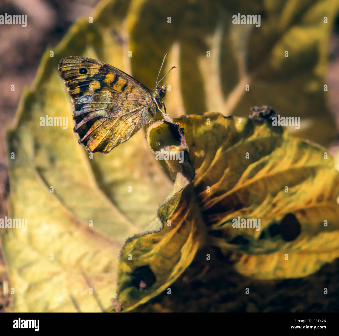 Curled wings hi-res stock photography and images - Alamy