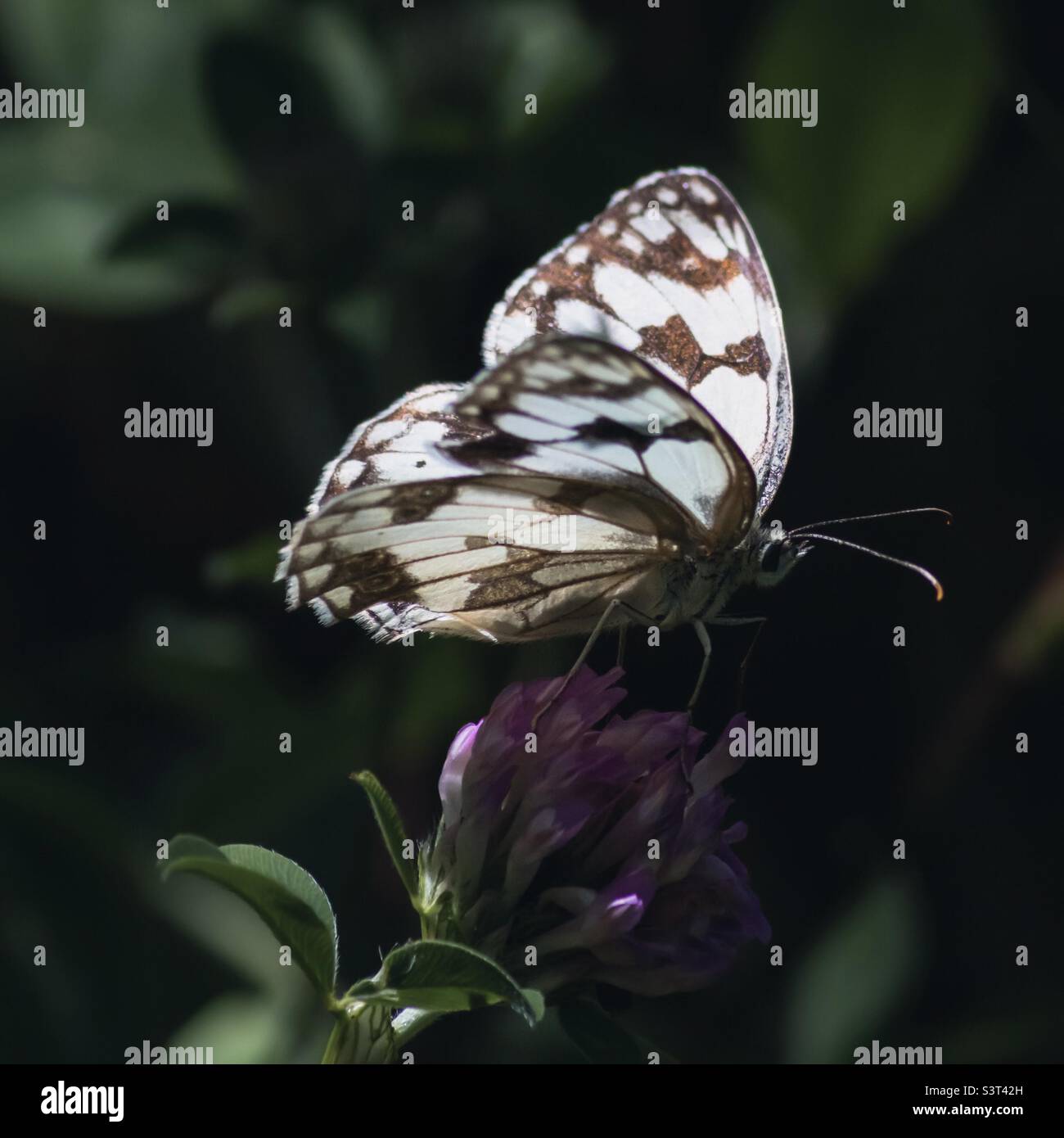 Marbled white butterfly catches the light on its wings as it sits upon ...