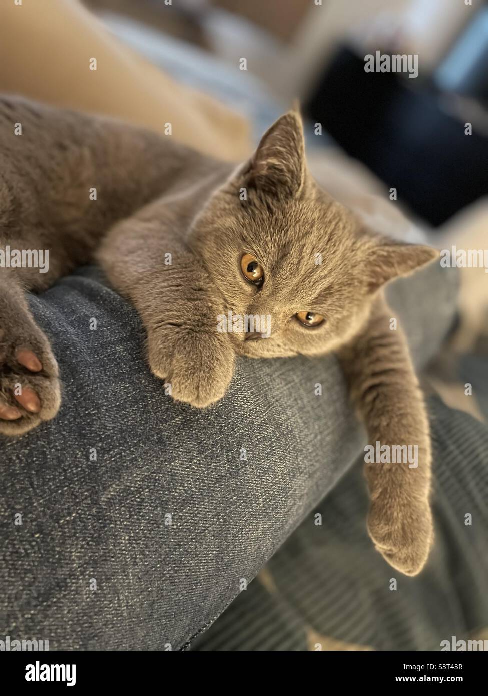 Kitten ready to catnap Stock Photo - Alamy