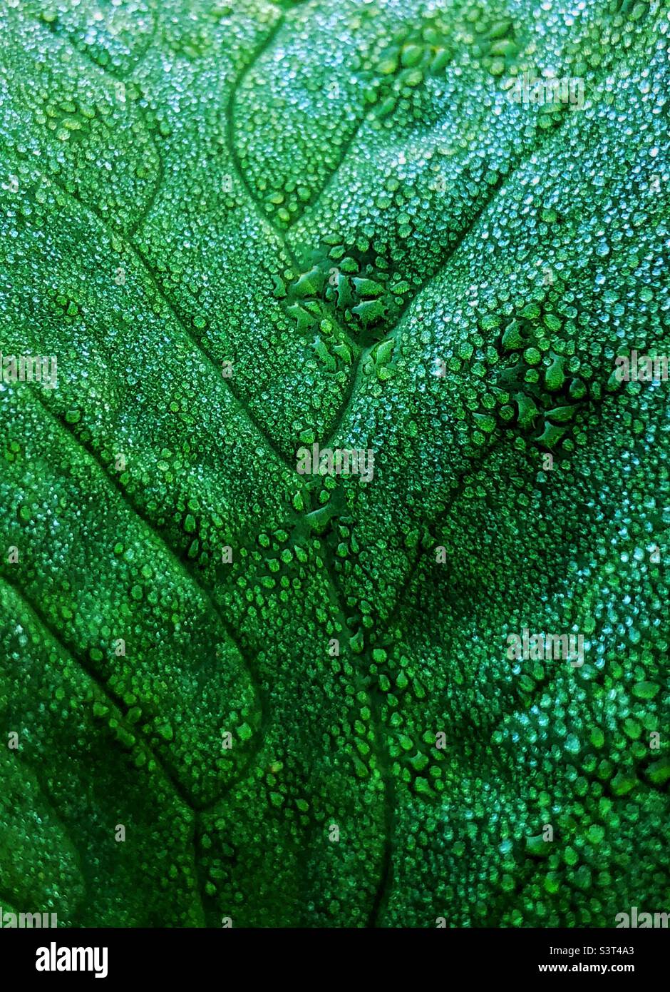 Natural texture hi-res stock photography and images - Alamy