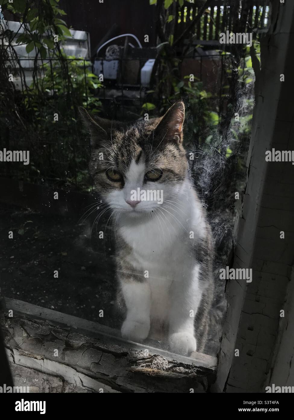 Cat looking from window hi-res stock photography and images - Alamy
