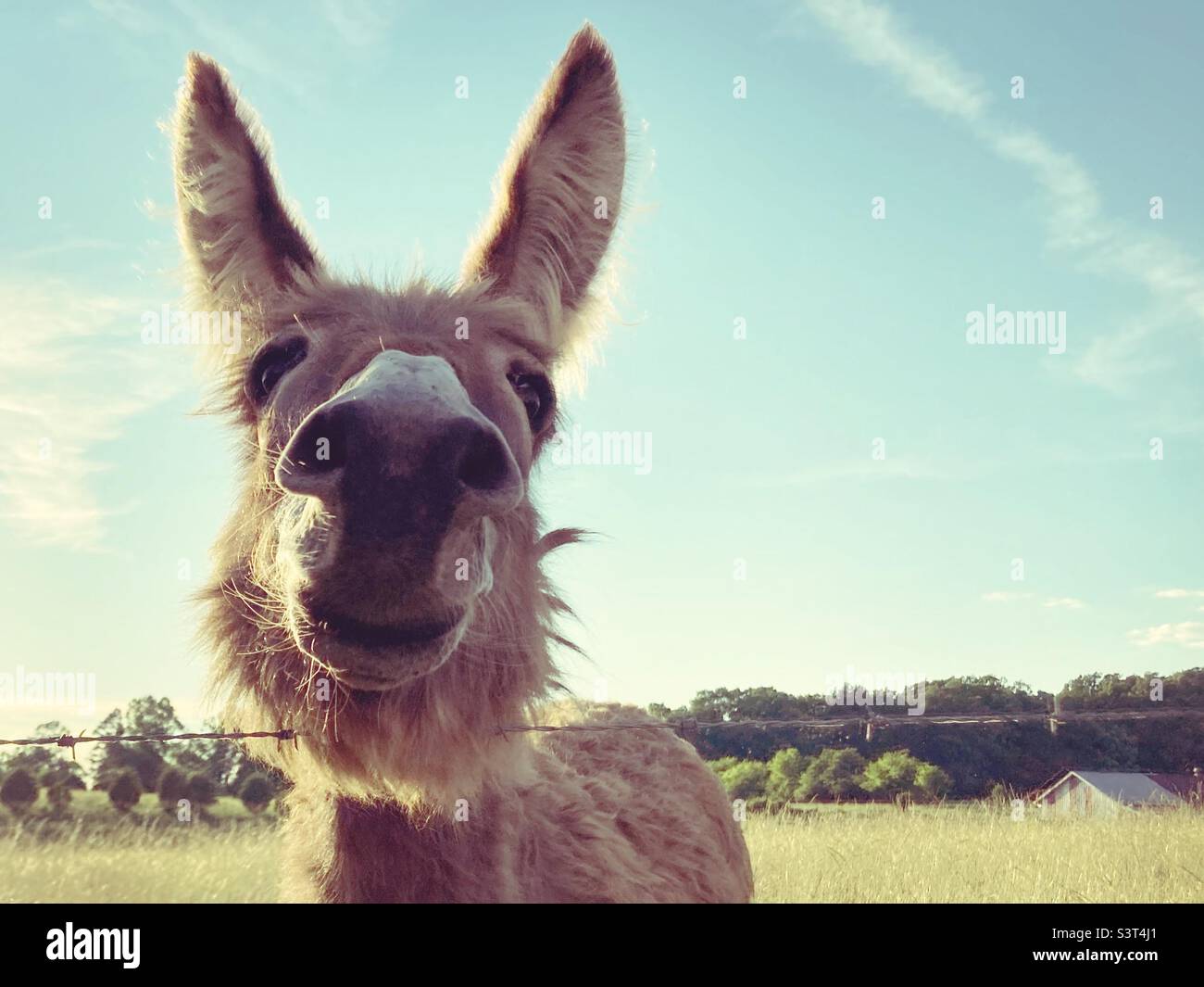Happy donkey hi-res stock photography and images - Alamy