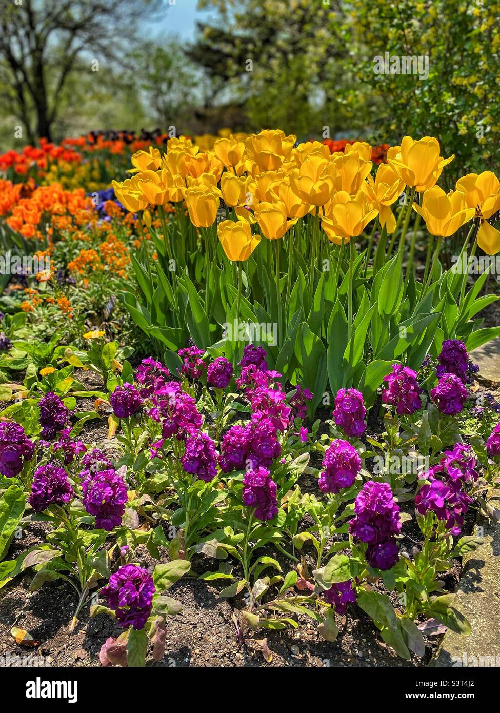 Flowers Blooming in Spring Stock Photo - Alamy