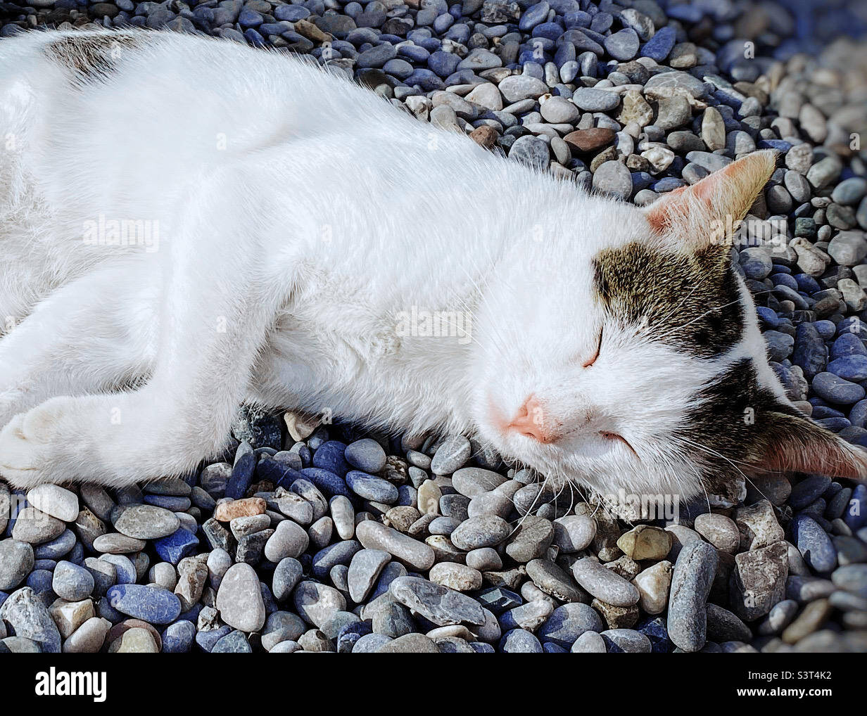 Taking a cat nap hi-res stock photography and images - Alamy