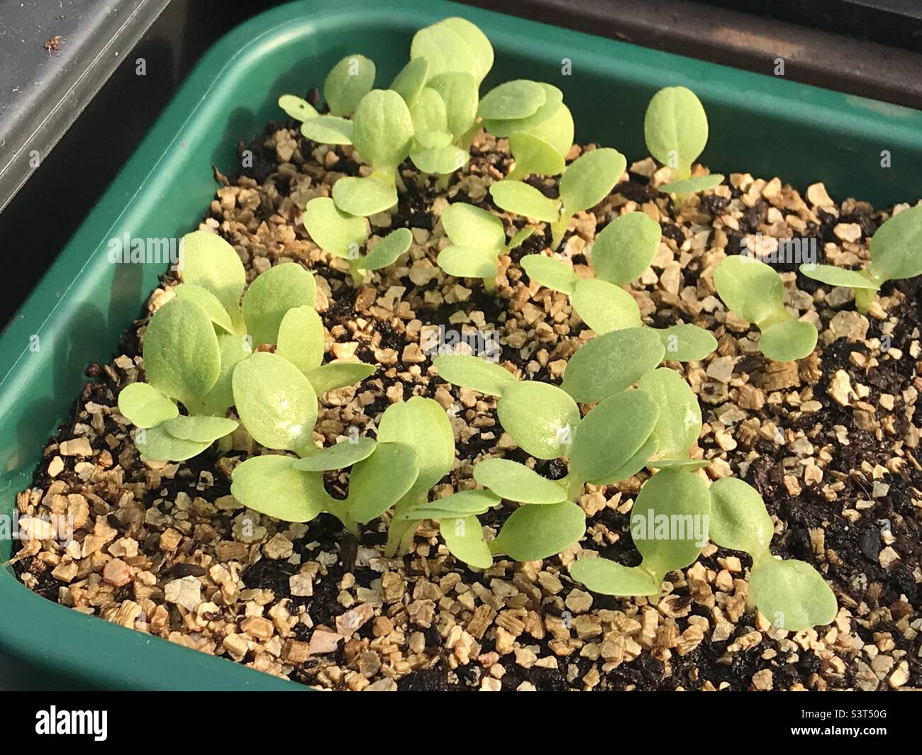 Lettuces trays hi-res stock photography and images - Alamy